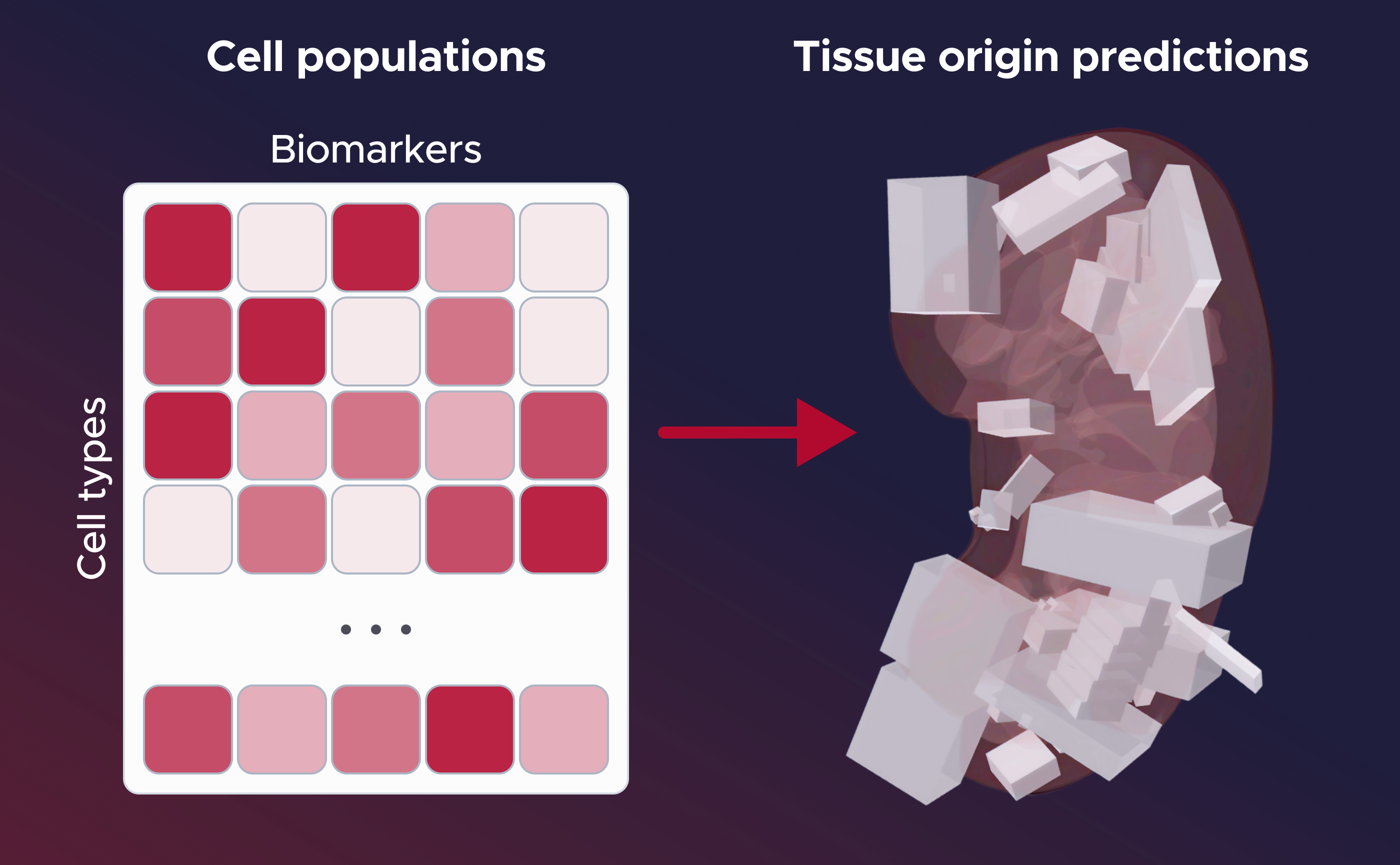 Human Reference Atlas Applications